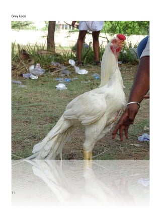 Parrot beak long tail aseel , indian aseel , pet chickens | PDF