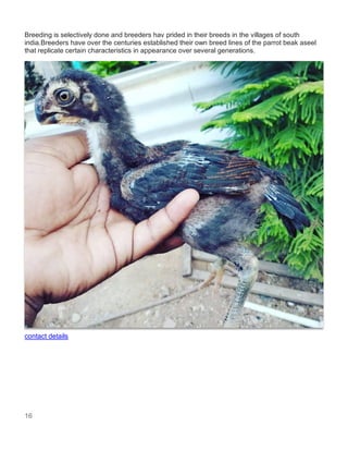 Parrot Beak Long Tail Aseel Indian Aseel Pet Chickens Pdf