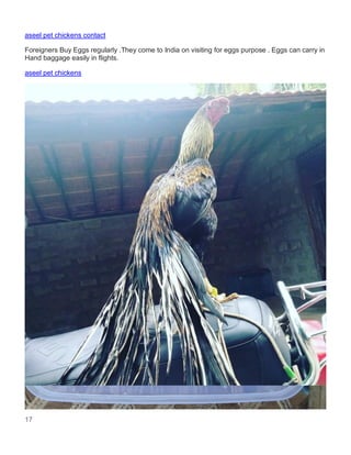 Parrot Beak Long Tail Aseel Indian Aseel Pet Chickens Pdf