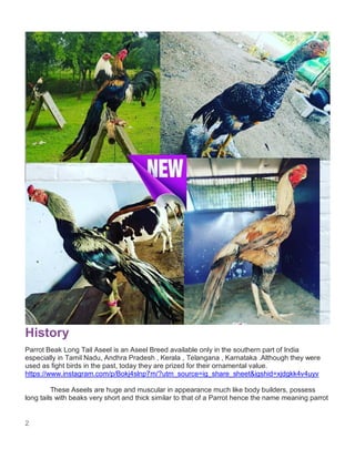 Parrot beak long tail aseel , indian aseel , pet chickens | PDF