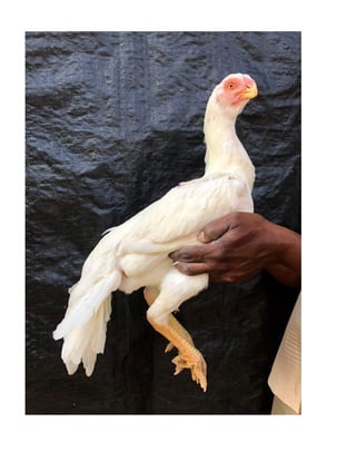 Parrot beak long tail aseel , indian aseel , pet chickens | PDF