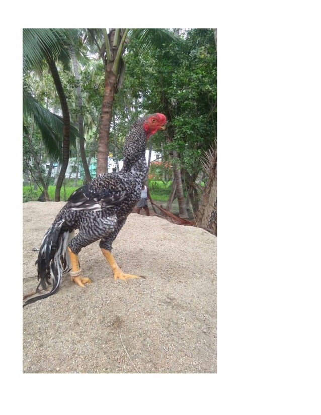 Parrot beak long tail aseel , indian aseel , pet chickens | PDF | Birds ...