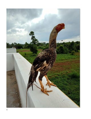 Parrot beak long tail aseel , indian aseel , pet chickens | PDF