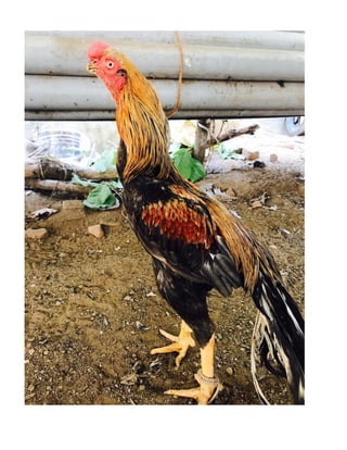 Aseel Rooster