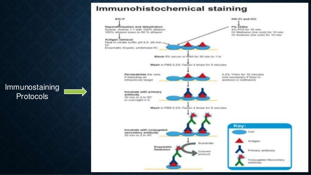 Immunostaining