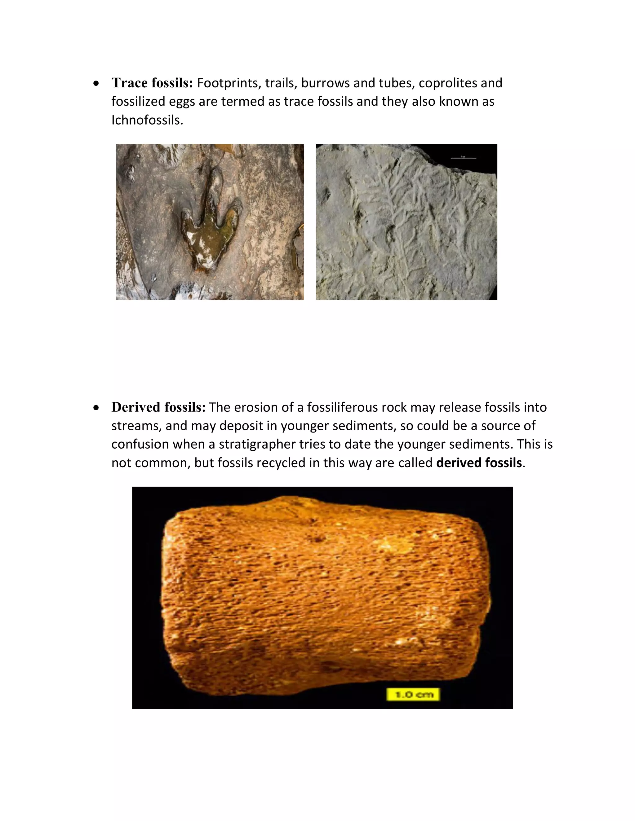 Fossils Pdf
