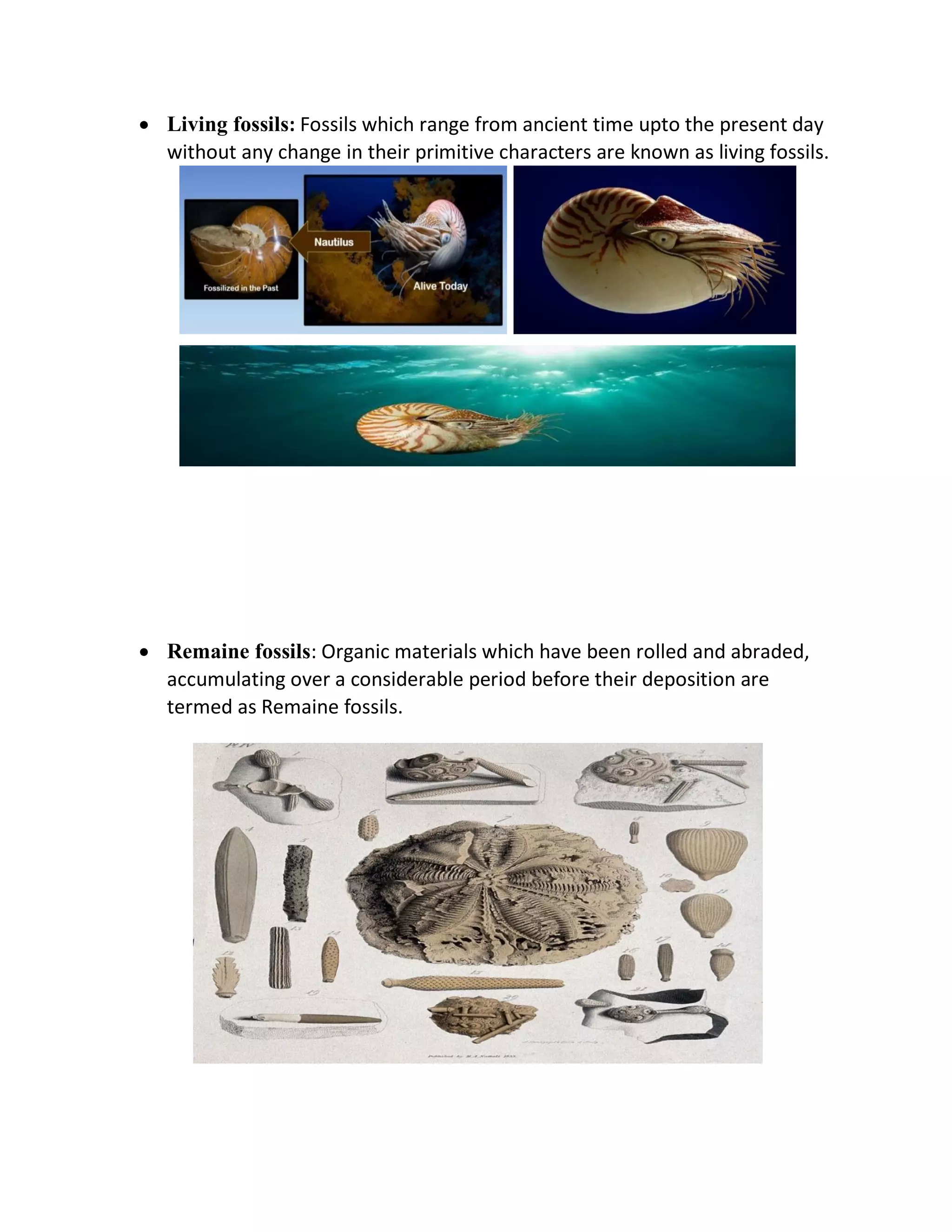 Fossils | PDF
