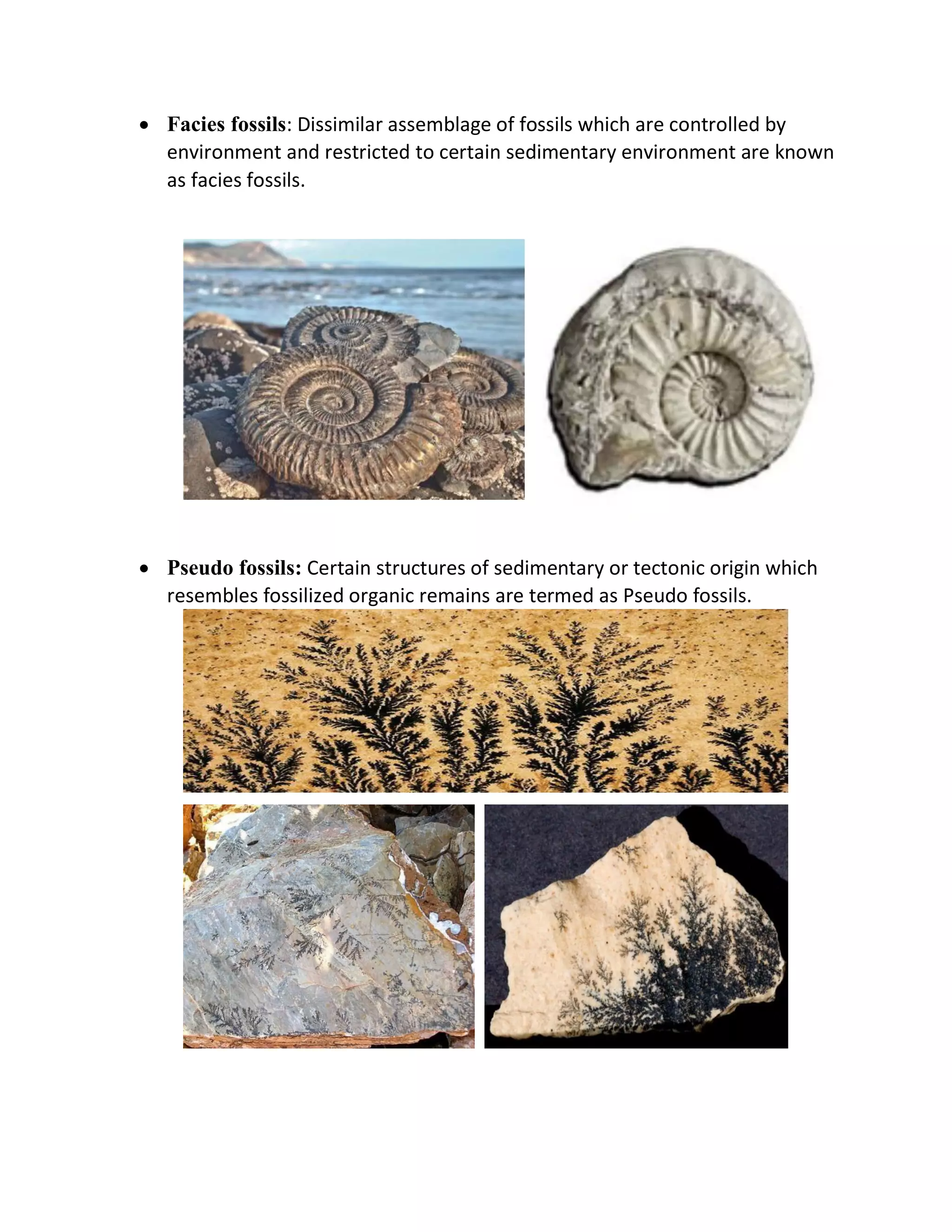 Fossils | PDF
