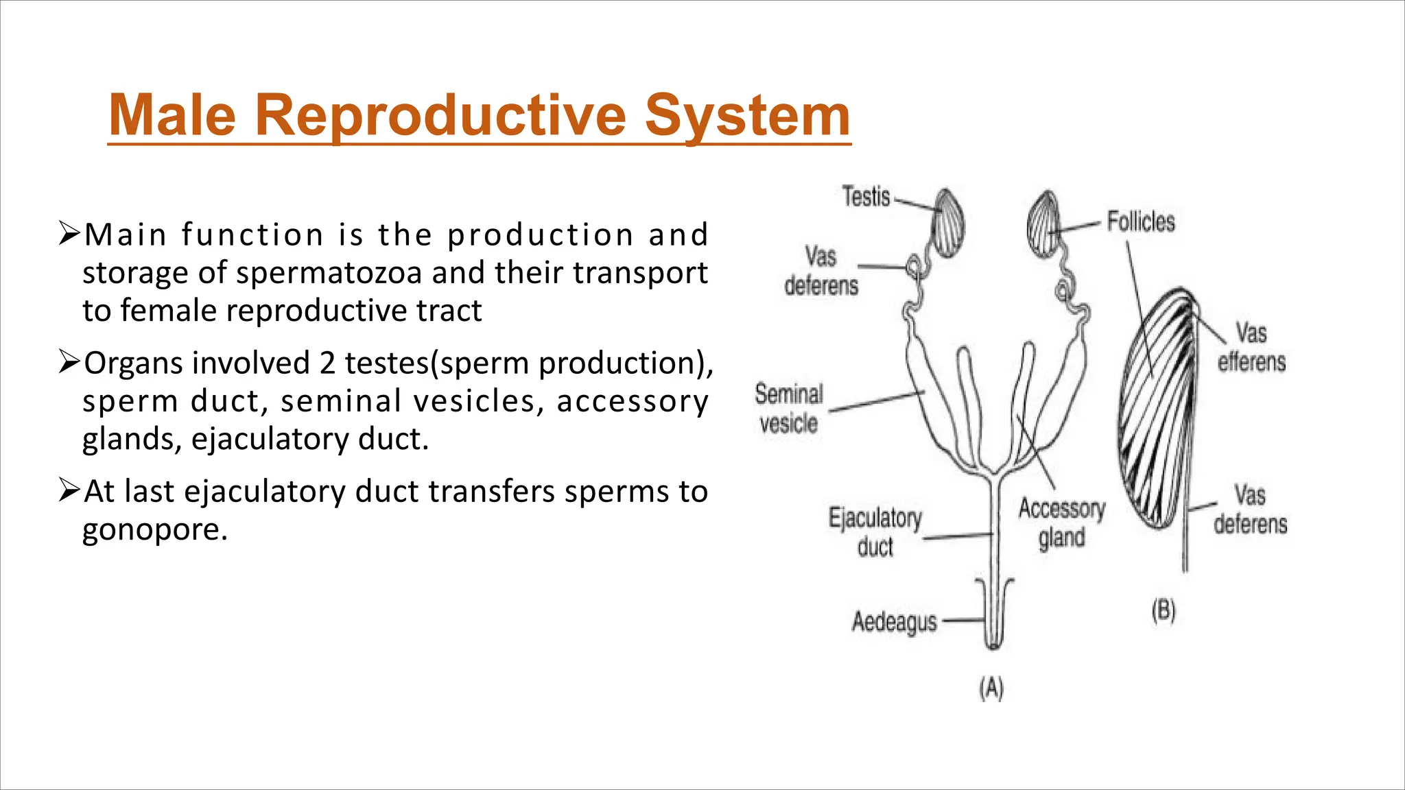 Insects Reproductive System And Organs Of Copulation Ppt