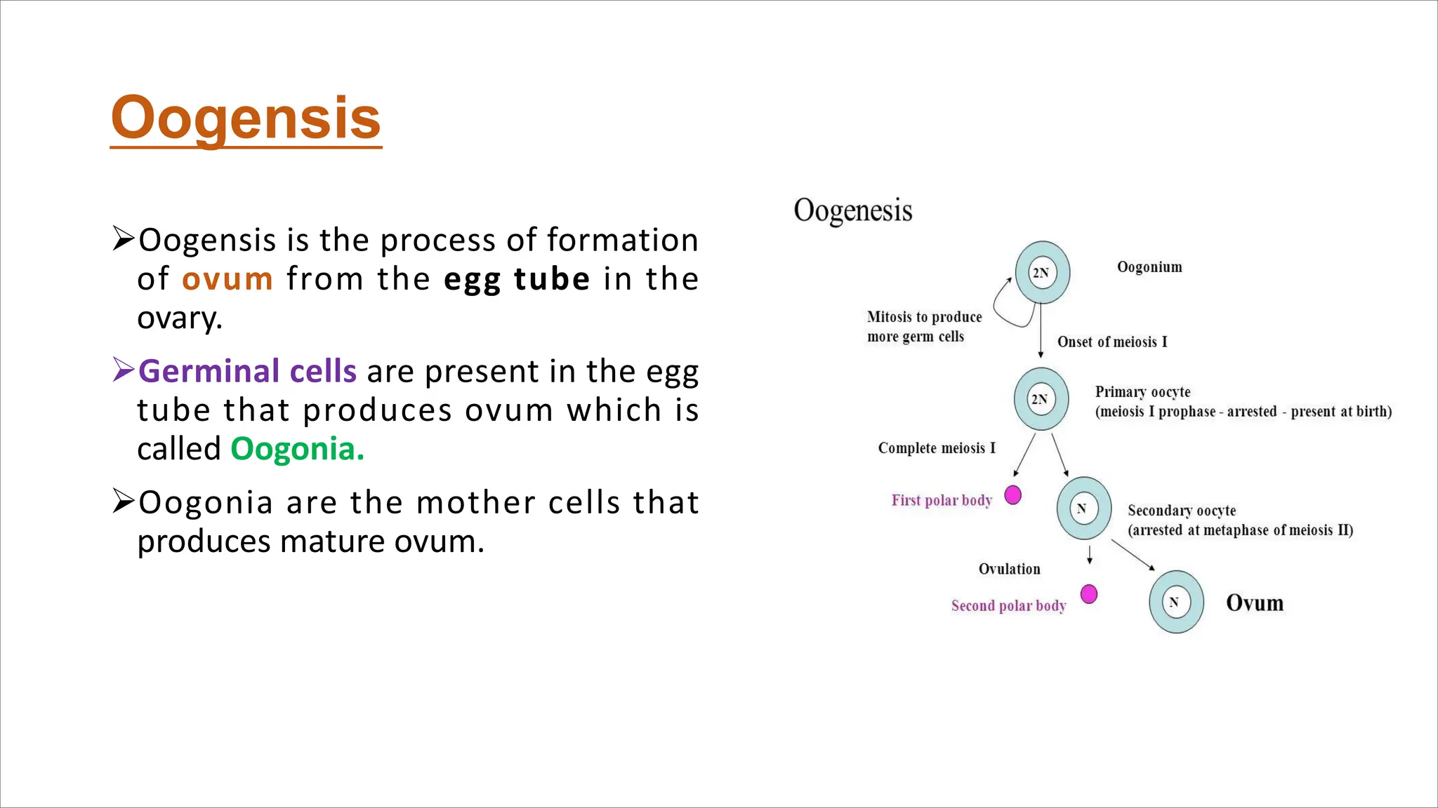 Insects Reproductive System & Organs of Copulation | PDF