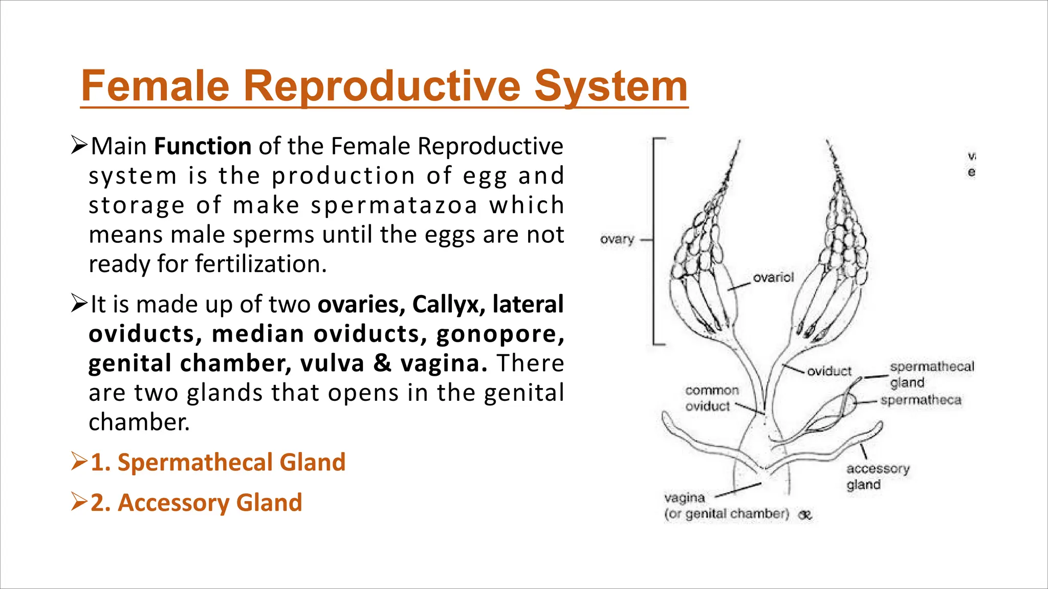 Insects Reproductive System & Organs of Copulation | PDF