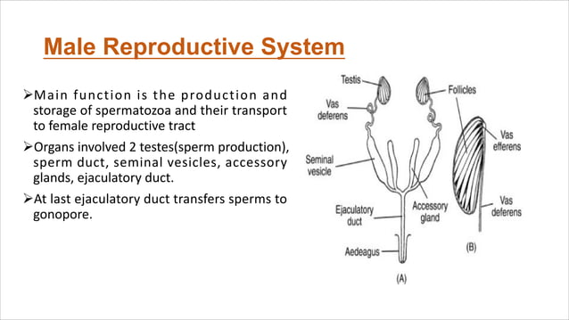 Insects Reproductive System & Organs of Copulation | PDF | Infertility ...