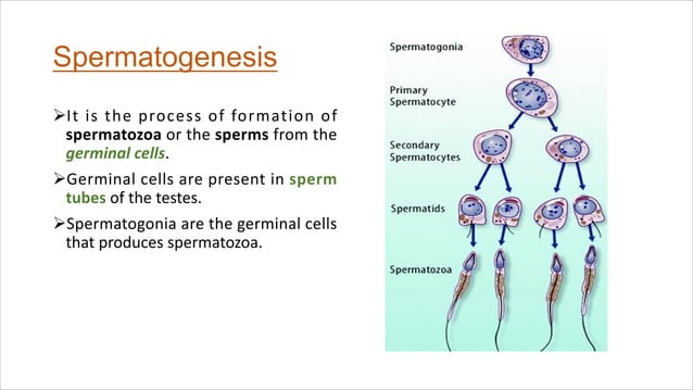 Insects Reproductive System & Organs of Copulation | PDF | Infertility ...