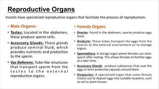 Insects Reproductive System & Organs of Copulation | PDF