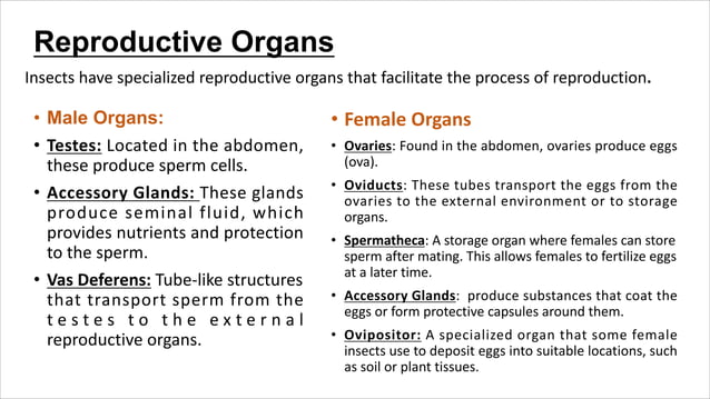 Insects Reproductive System & Organs of Copulation | PDF | Infertility ...
