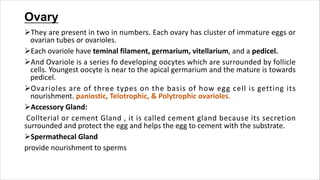 Insects Reproductive System & Organs of Copulation | PDF