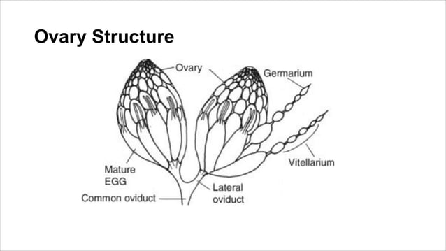 Insects Reproductive System & Organs of Copulation | PDF | Infertility ...