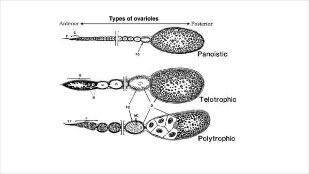 Insects Reproductive System & Organs of Copulation | PDF | Infertility ...