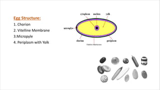 Insects Reproductive System & Organs of Copulation | PDF