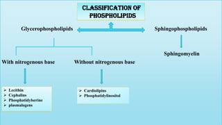 Biosynthesis of phospholipids and sterols | PDF