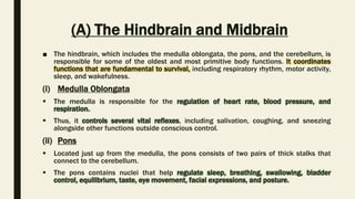 The nervous system | PPT
