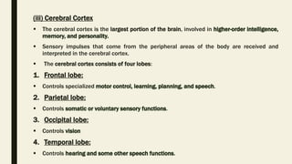 The nervous system | PPTX