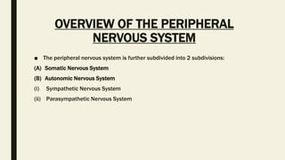 The nervous system | PPTX