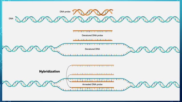 Recombination DNA Technology (Nucleic Acid Hybridization ) | PPT