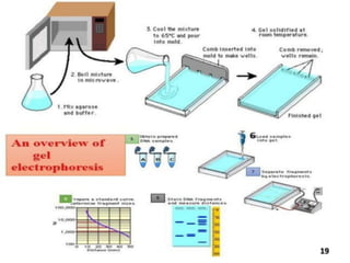 Electrophoresis Instrumental method of analysis | PDF