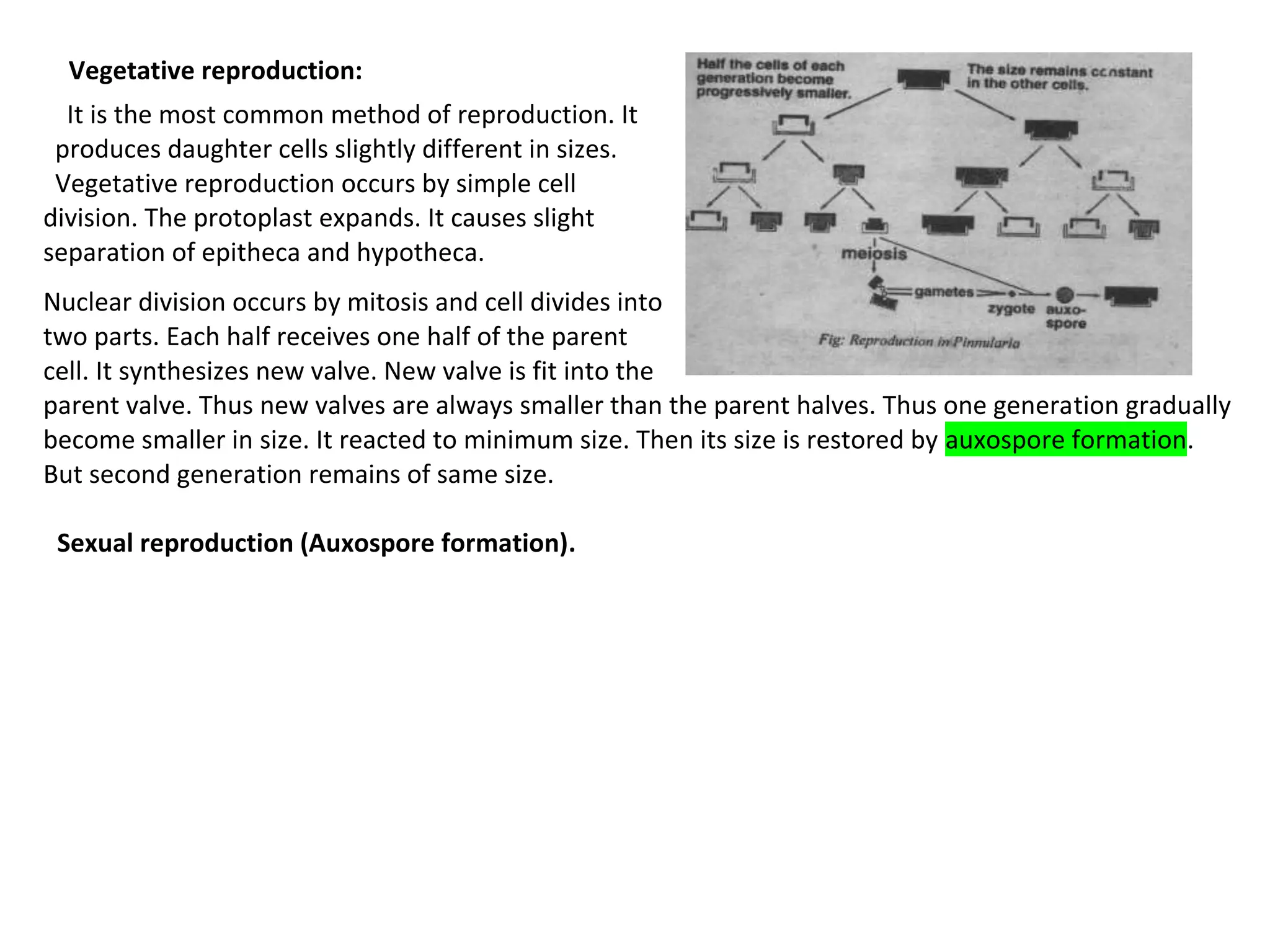 BOTANY .docx