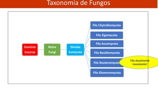 Classificação dos fungos e tipos de fungos. | PDF