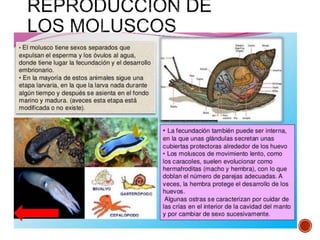 Phylum Moluscos | PPTX