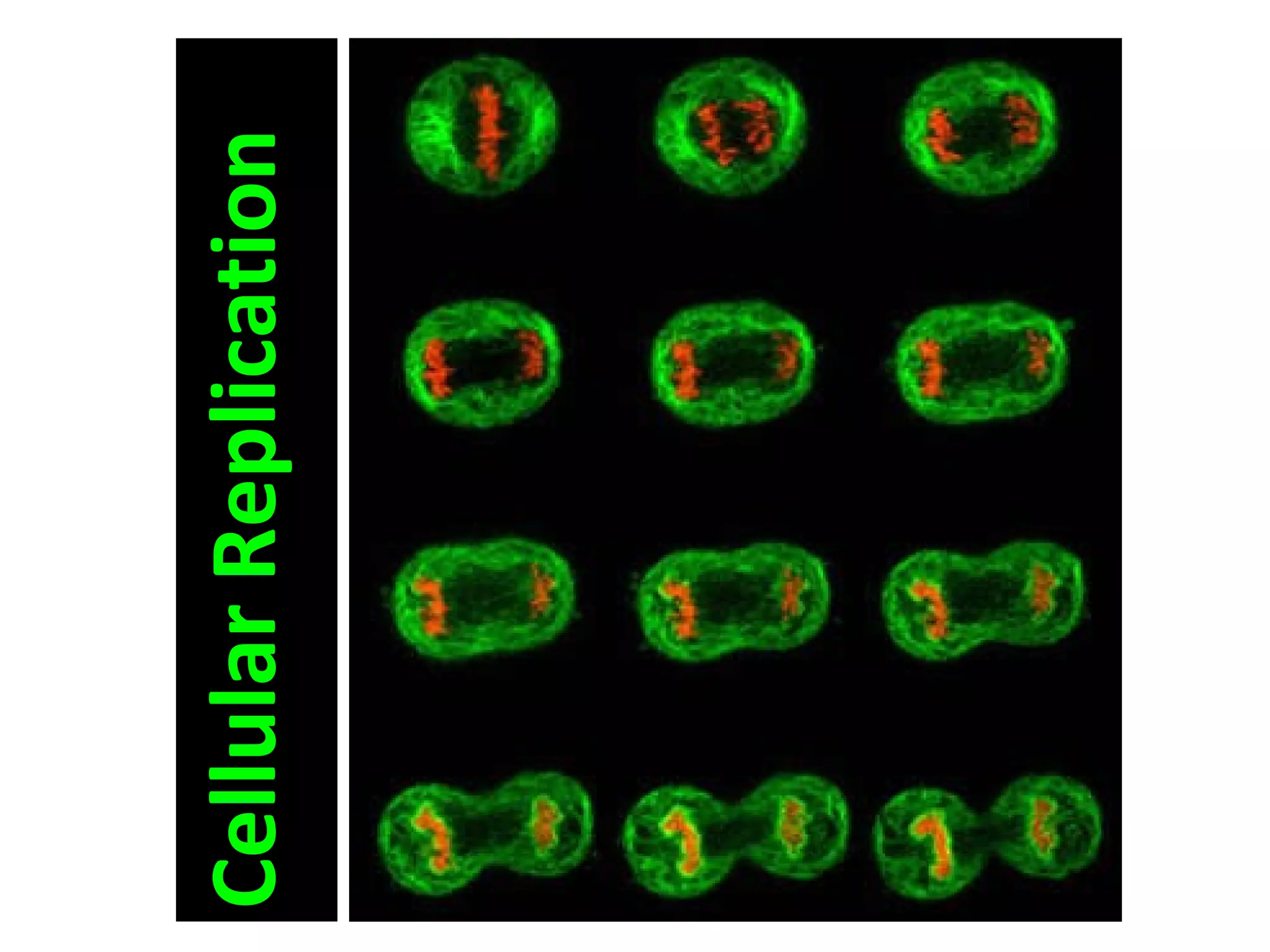 document.php?document_name=asdf | PPT