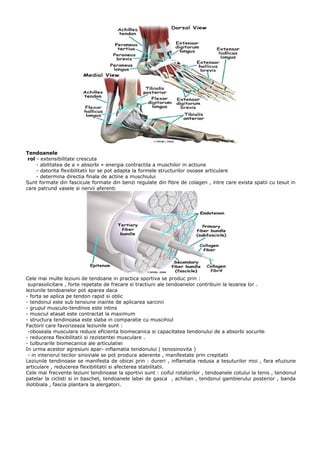 Documents.tips traumatologie sportiva-curs | PDF