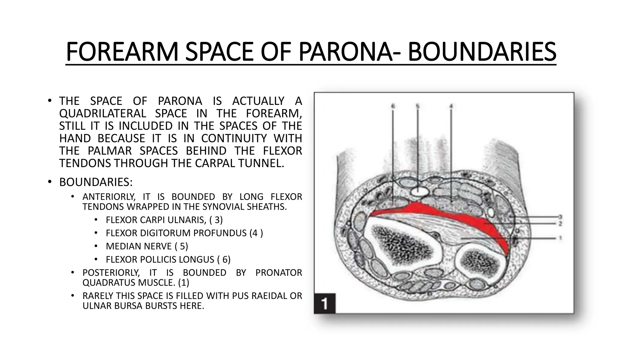 documents_null-ANATOMY+OF+HAND+SPACE,+INFECTIONS+OF+HAND (2).pdf