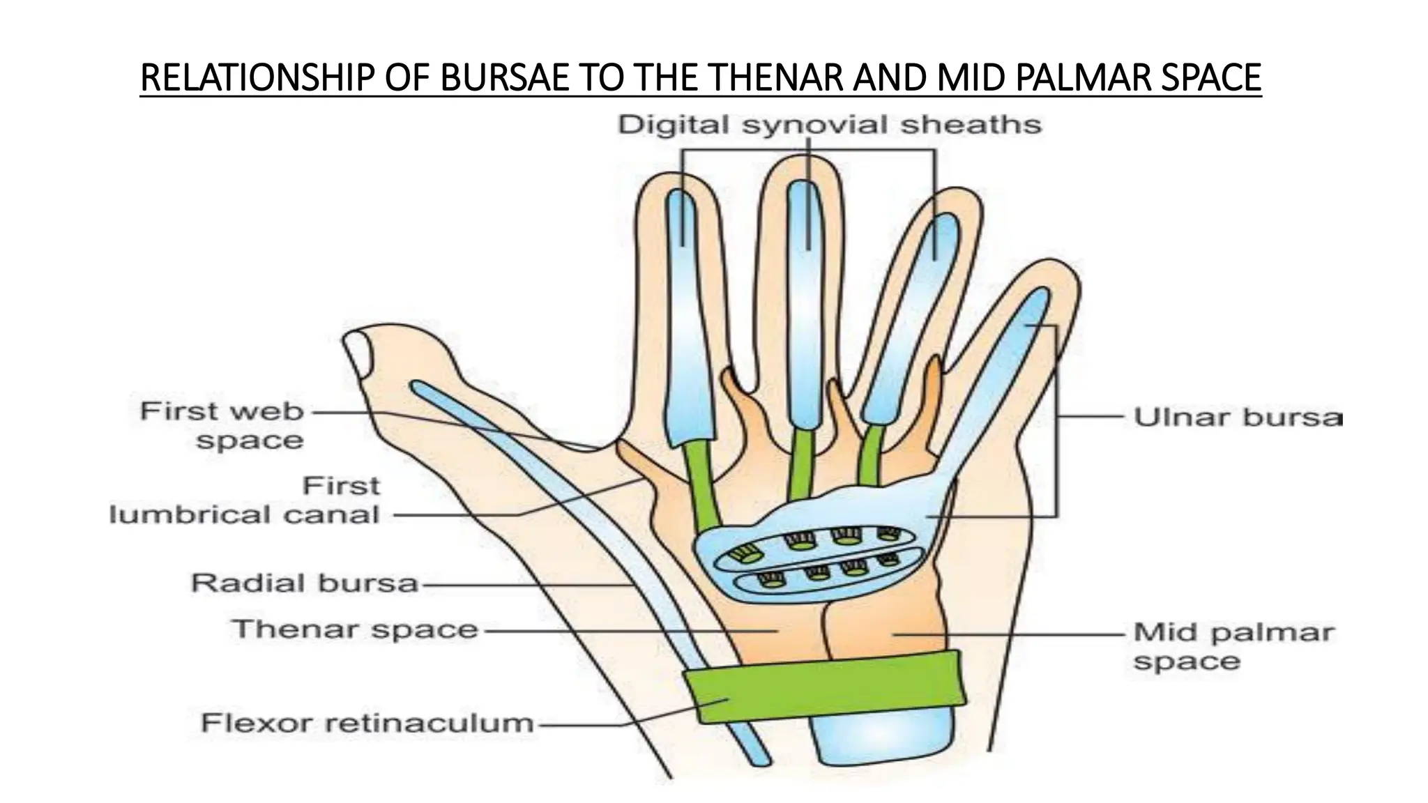 documents_null-ANATOMY+OF+HAND+SPACE,+INFECTIONS+OF+HAND (2).pdf