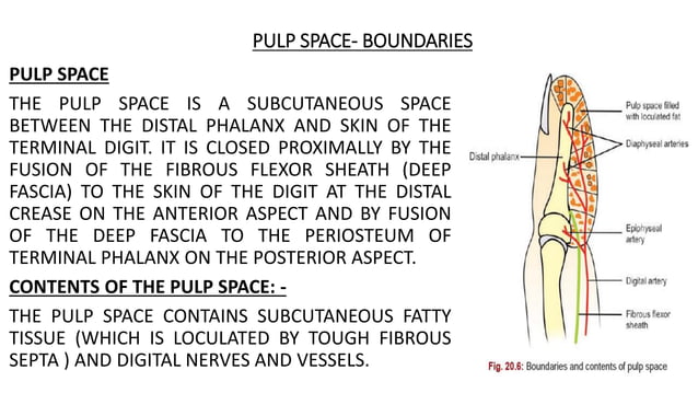 documents_null-ANATOMY+OF+HAND+SPACE,+INFECTIONS+OF+HAND (2).pdf