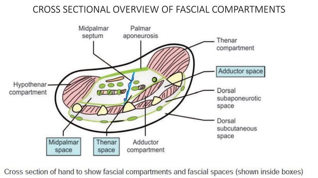 documents_null-ANATOMY+OF+HAND+SPACE,+INFECTIONS+OF+HAND (2).pdf