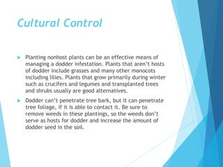 Dodder cuscutaBy Mr Allah Dad Khan Agriculture Expert Khyber ...