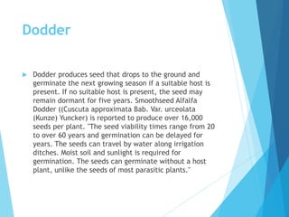 Dodder cuscutaBy Mr Allah Dad Khan Agriculture Expert Khyber ...