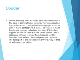 Dodder cuscutaBy Mr Allah Dad Khan Agriculture Expert Khyber ...