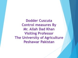 Dodder cuscutaBy Mr Allah Dad Khan Agriculture Expert Khyber ...
