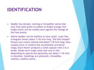 Dodder cuscutaBy Mr Allah Dad Khan Agriculture Expert Khyber ...