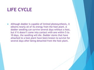 Dodder cuscutaBy Mr Allah Dad Khan Agriculture Expert Khyber ...