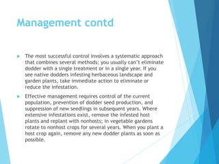 Dodder cuscutaBy Mr Allah Dad Khan Agriculture Expert Khyber ...