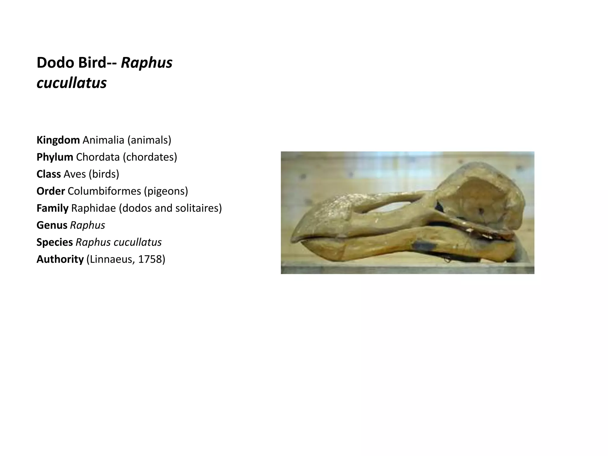 Dodo bird - raphus cucullatus | PPTX