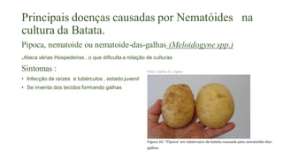 Doenças de Batata e Inhame.pdf