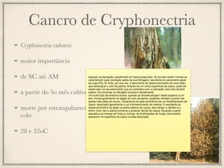 Doenças do-eucalipto | PDF