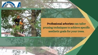Does Pruning Improve Tree Form And Aesthetics Ppt