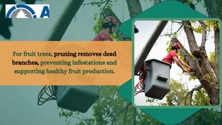 Does Pruning Improve Tree Form And Aesthetics Ppt